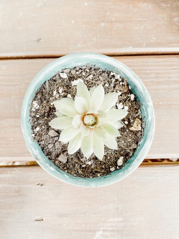 Succulents Box - Mornings on Macedonia