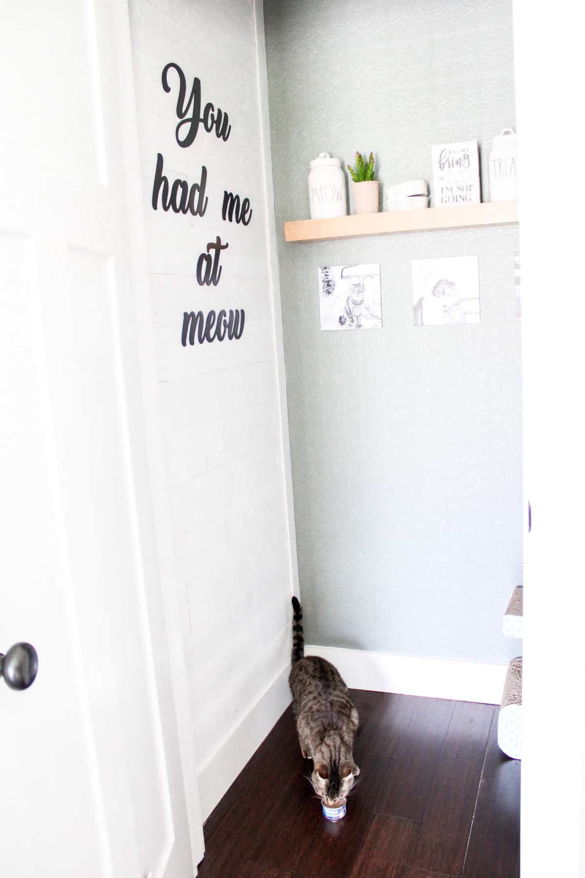 The Best Flooring Options For Cats - Mornings on Macedonia