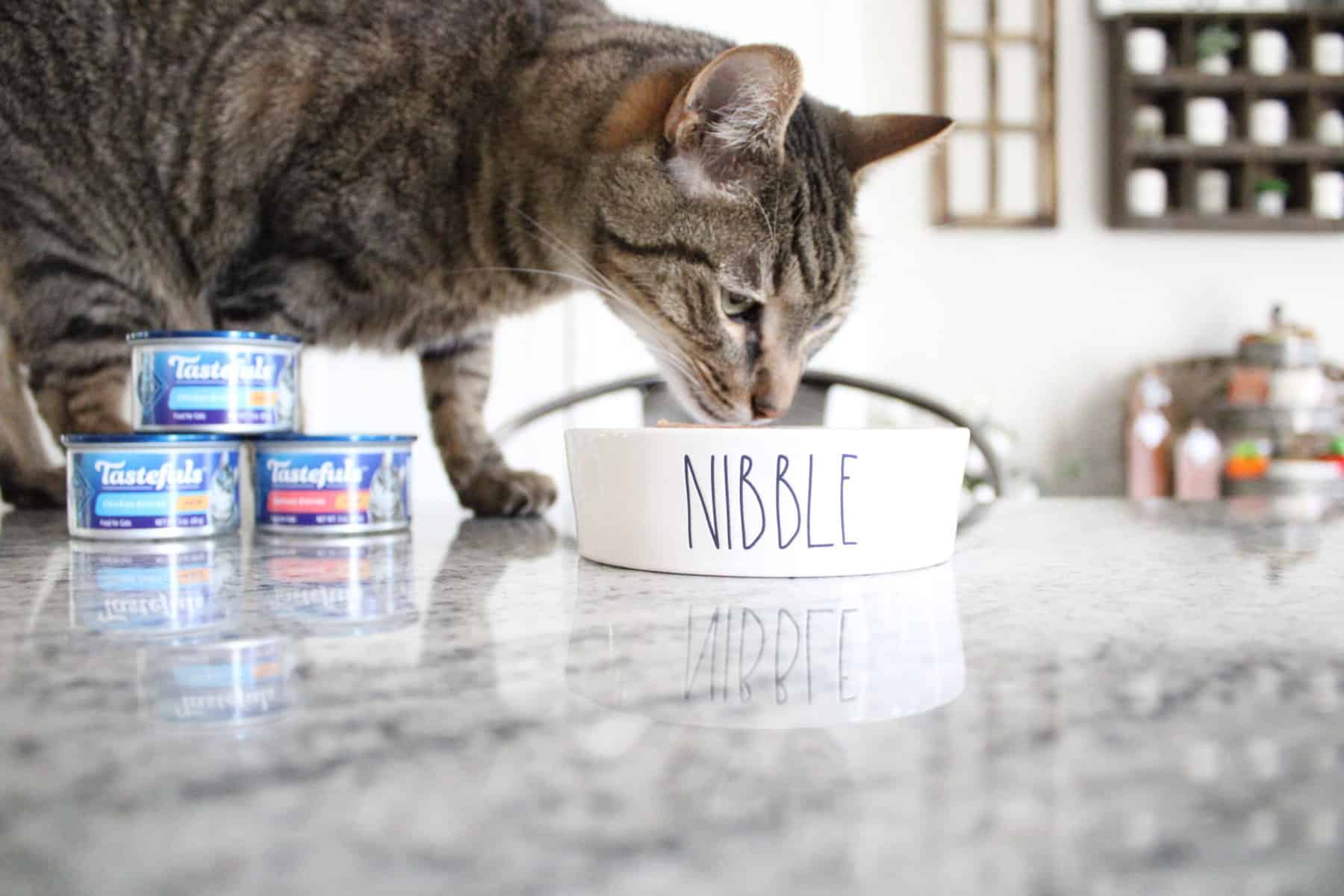 The BEST Cat Food For Your Cat - Mornings on Macedonia