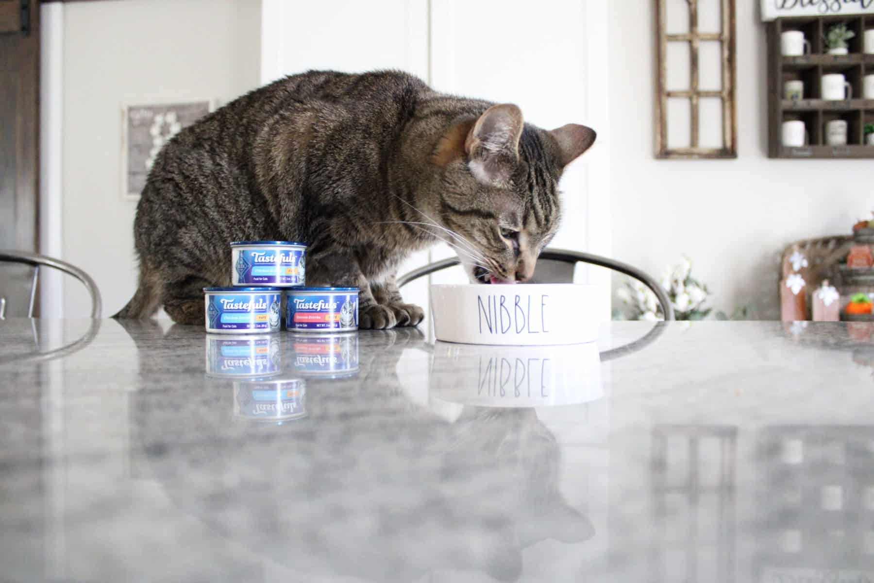 The BEST Cat Food For Your Cat - Mornings on Macedonia